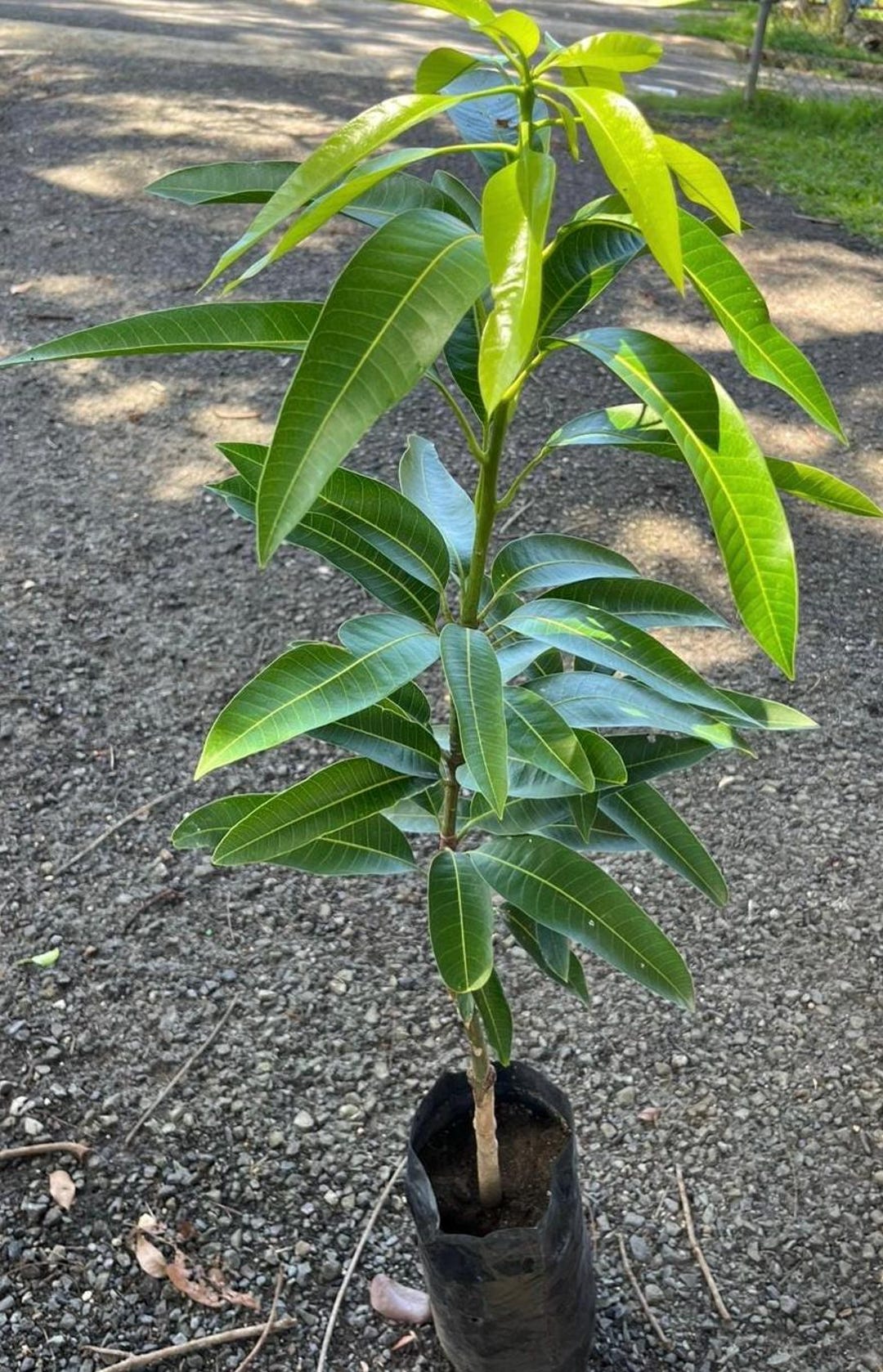 Grafted Rapoza Mango Authentic Live Fruit Tropical Tree (3-4ft ...