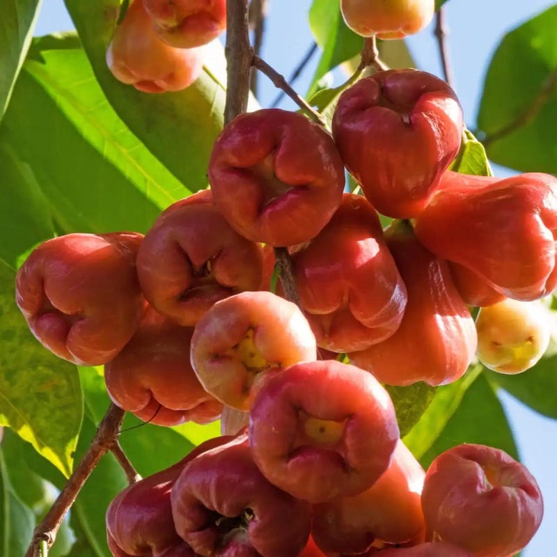 BoriFruitTrees - Etsy