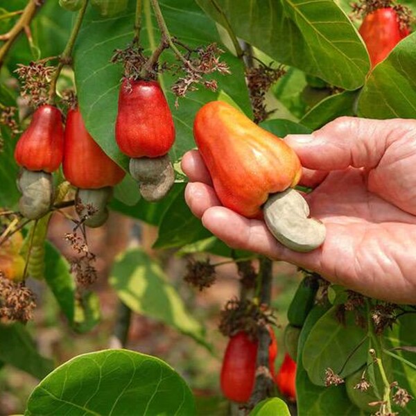 BoriFruitTrees - Etsy
