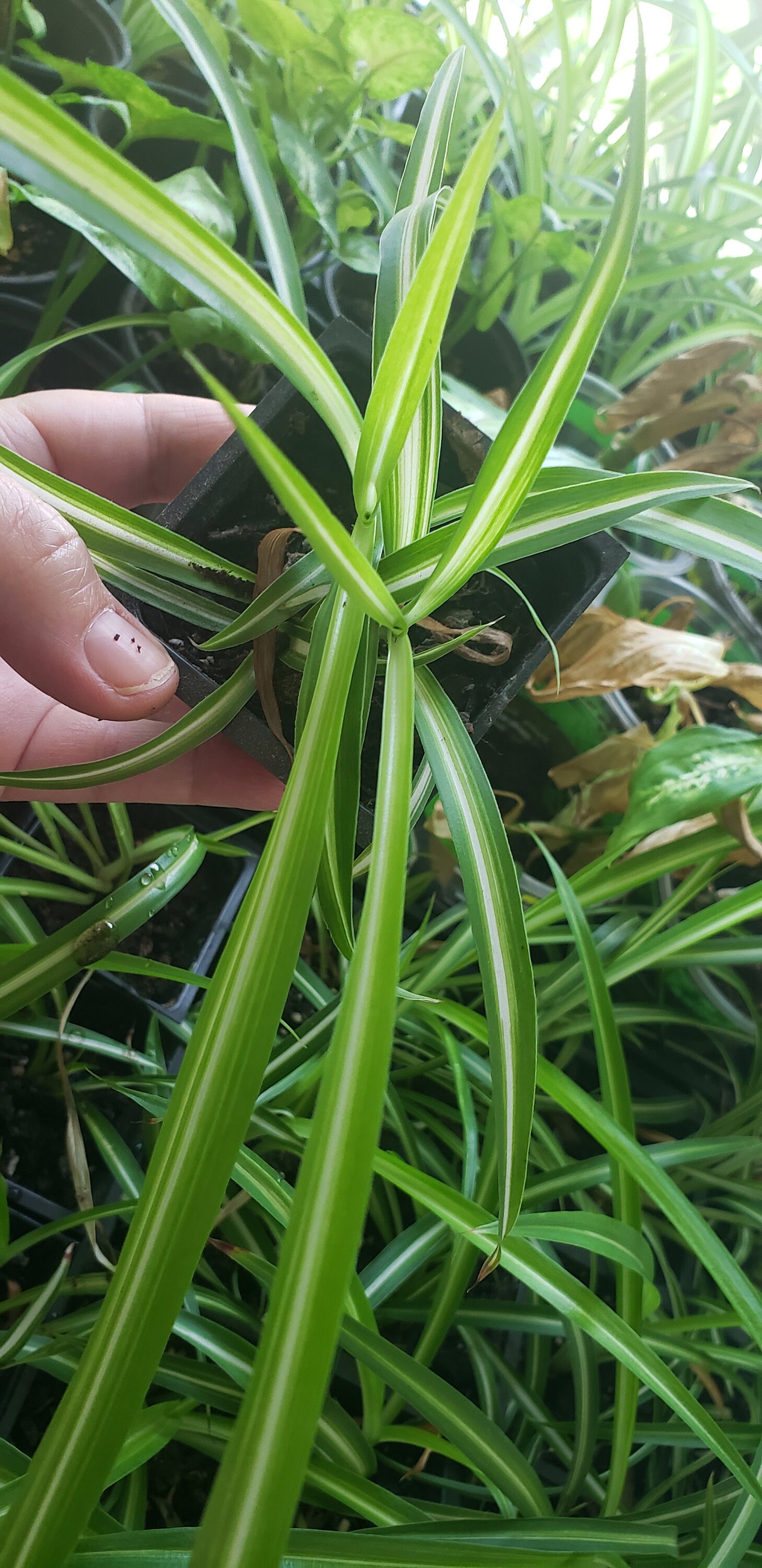 Spider Plant Chlorophytum Comosum Plant 3 Pot Plant With Roots Easy to ...