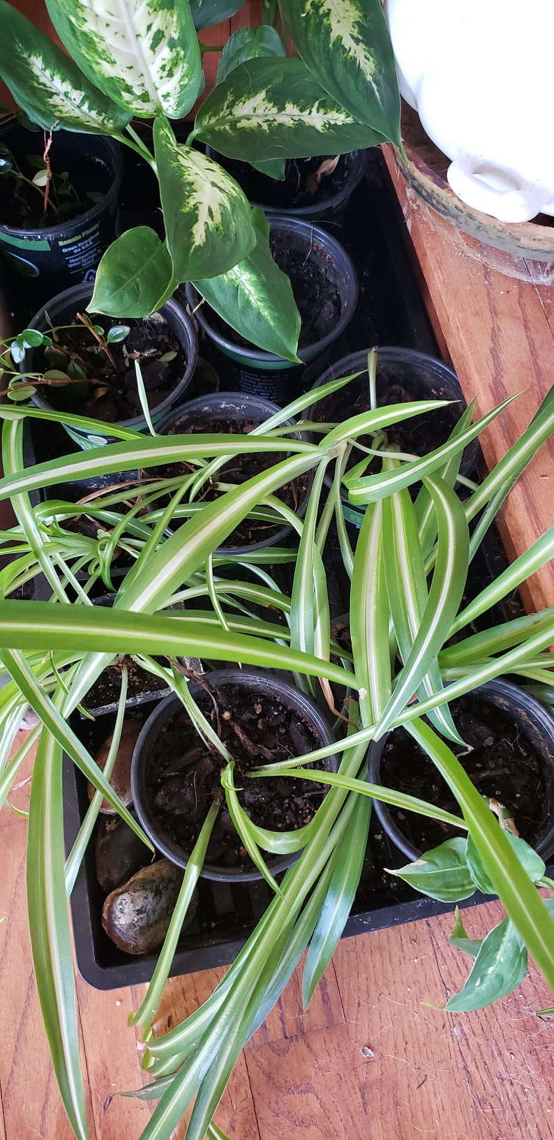 Spider Plant Chlorophytum Comosum Plant 3 Pot Plant With Roots Easy to ...