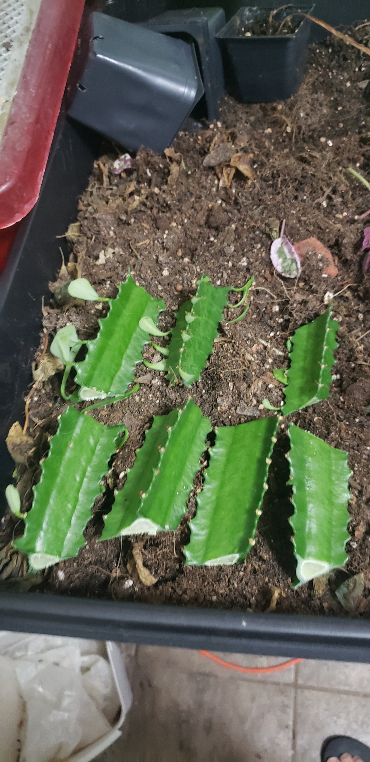 Euphorbia Trigona 'rubra', 'african Milk Tree' 3 Pot Plant With Roots ...