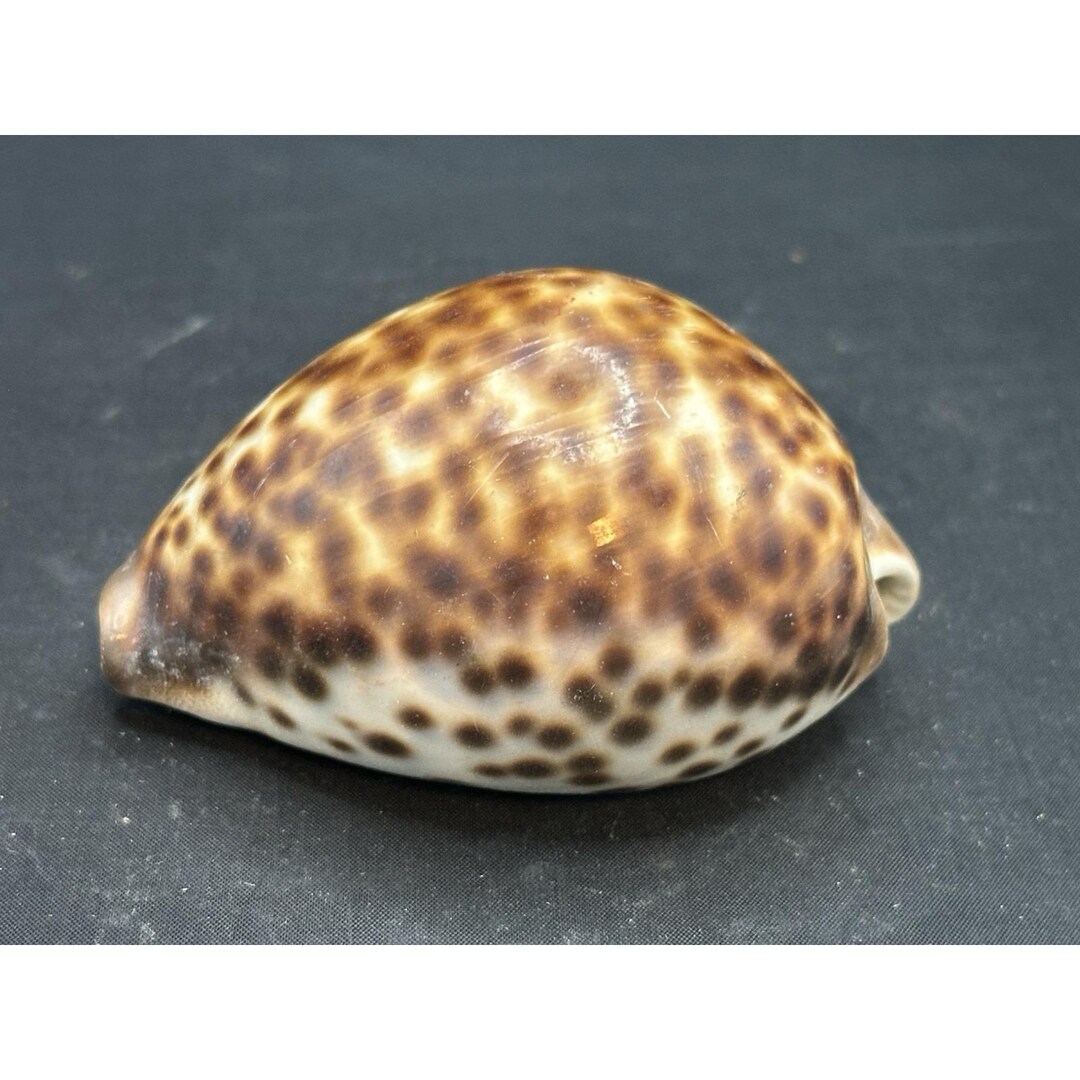 CYPRAEIDAE Cypraea Tigris 76.2 Mm- Big Size! Beautiful Color L. - Etsy