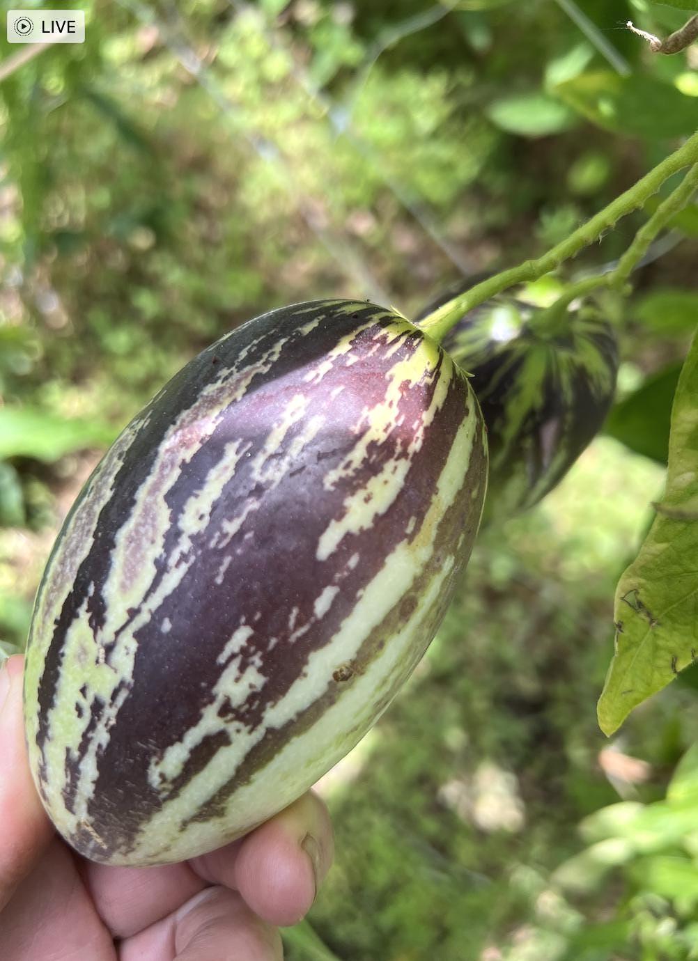 6 Cuttings of Pepino Melon: Variety "zebra". - Etsy