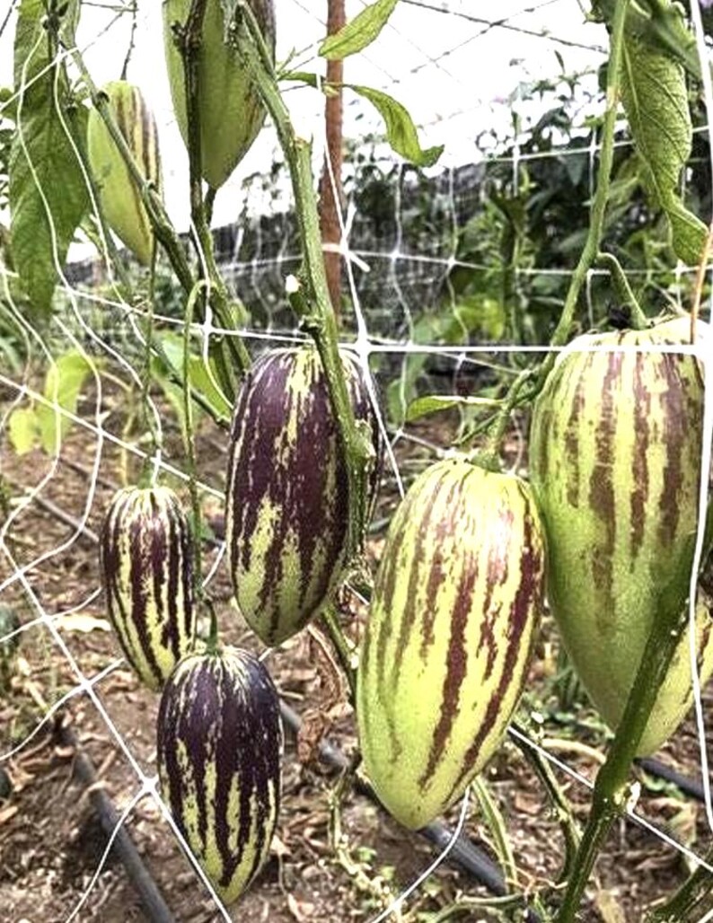 6 Cuttings of Pepino Melon: Variety "zebra". - Etsy