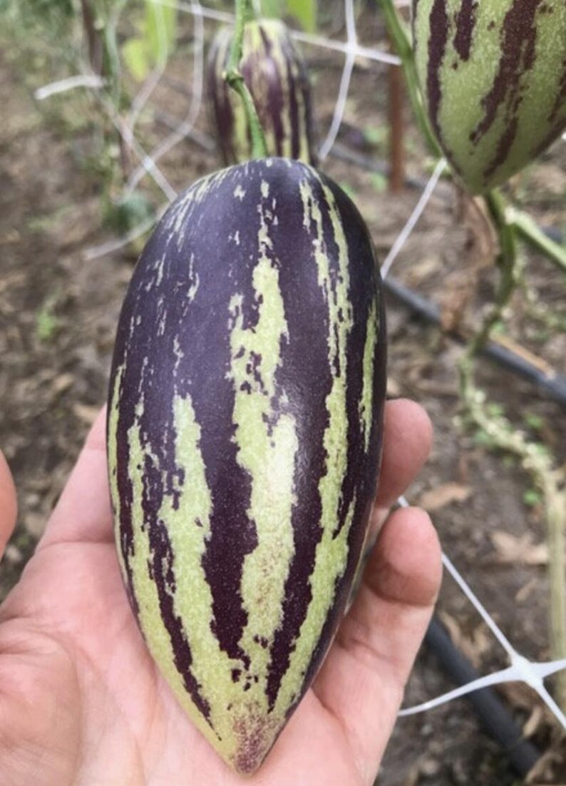 6 Cuttings of Pepino Melon: Variety "zebra". - Etsy