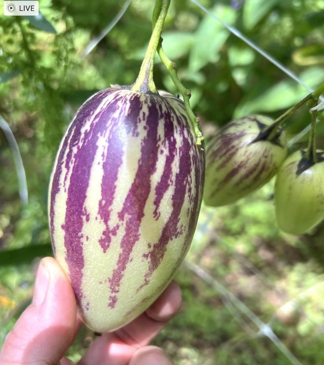 6 Cuttings of Pepino Melon: Variety "zebra". - Etsy