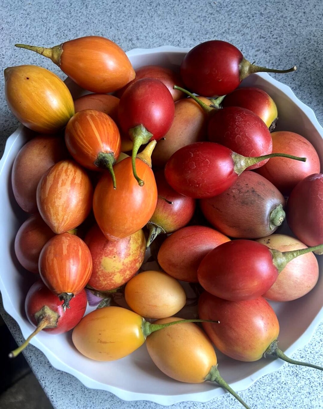 5 Varieties of Tree Tomato Seed - Tamarillos Solanum Beataceum. 25 ...
