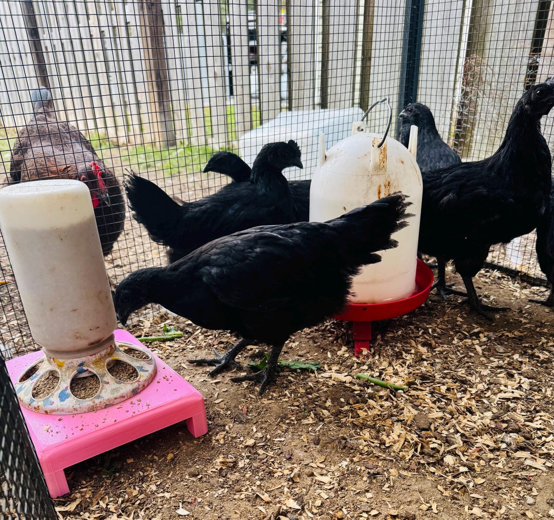 Chick Stand for Feeder and Waterer - Etsy