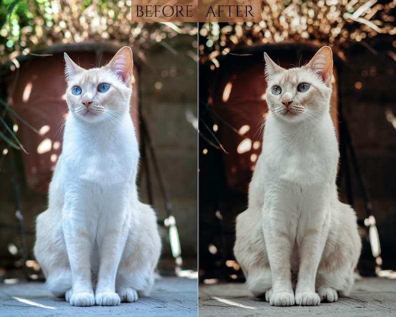 Animals Lightroom Presets – 10 Warm and Bright Filters for Mobile and ...