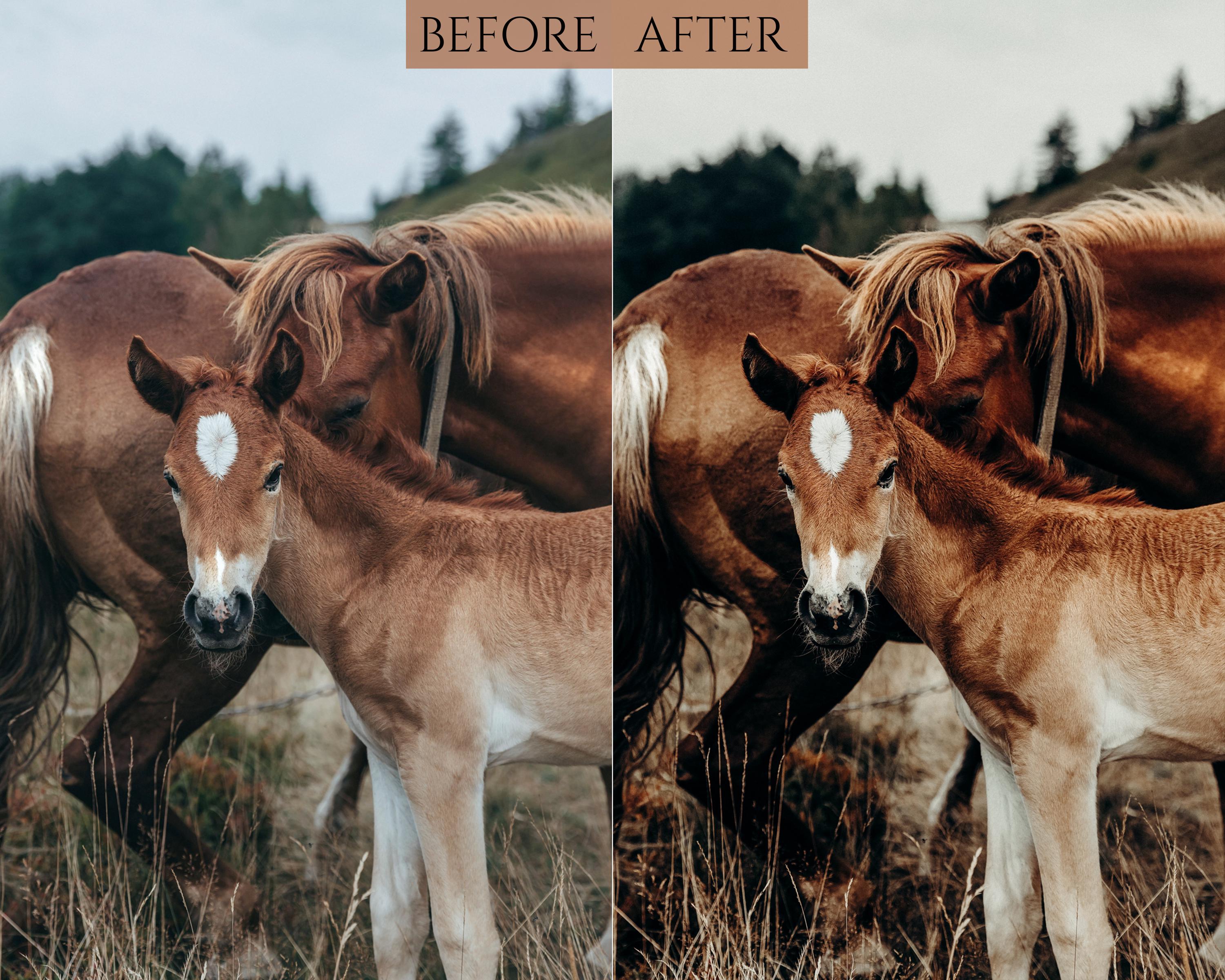 Animals Lightroom Presets – 10 Warm and Bright Filters for Mobile and ...