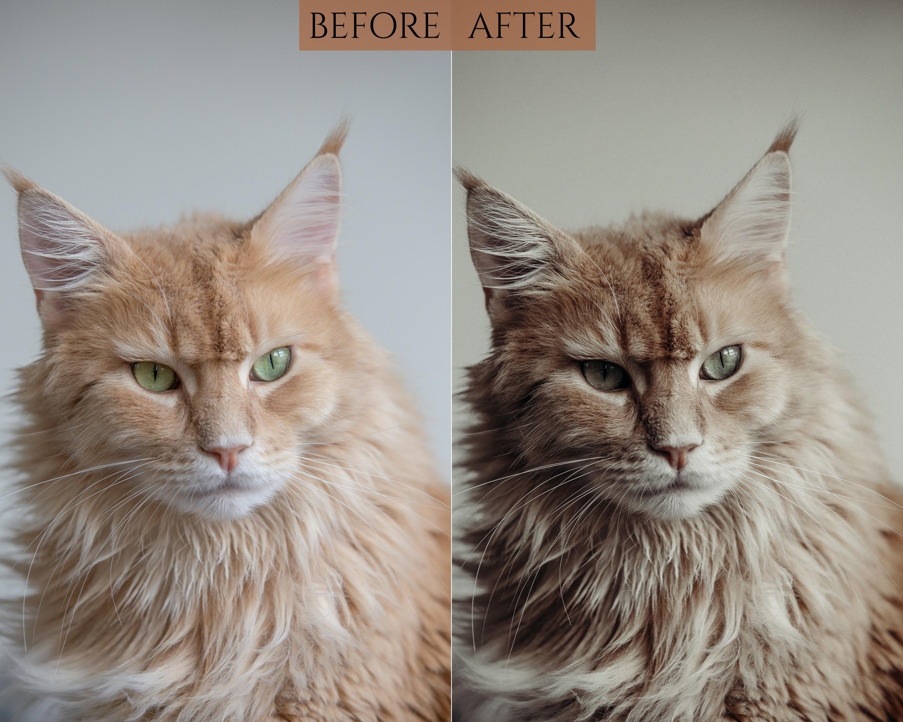 Animals Lightroom Presets – 10 Warm and Bright Filters for Mobile and ...