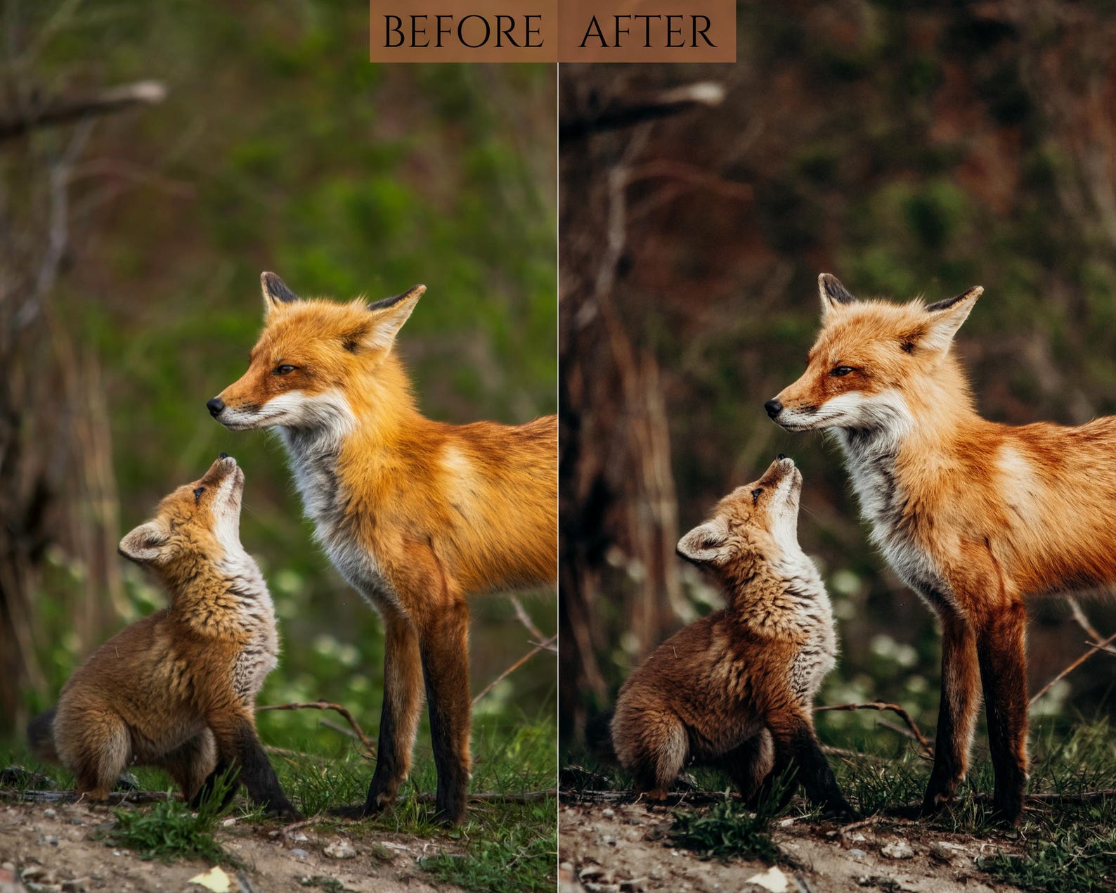 Animals Lightroom Presets – 10 Warm and Bright Filters for Mobile and ...