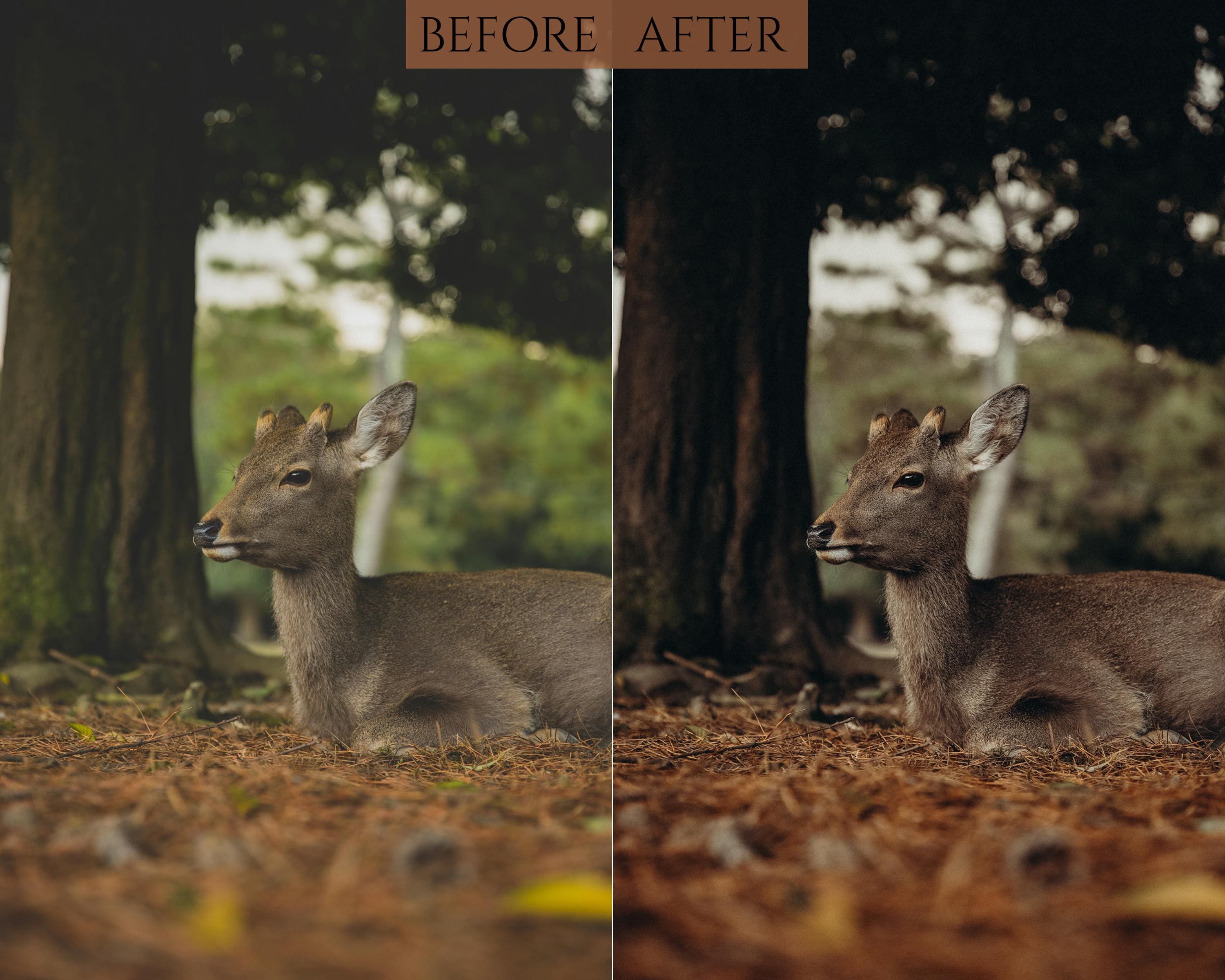 Animals Lightroom Presets – 10 Warm and Bright Filters for Mobile and ...