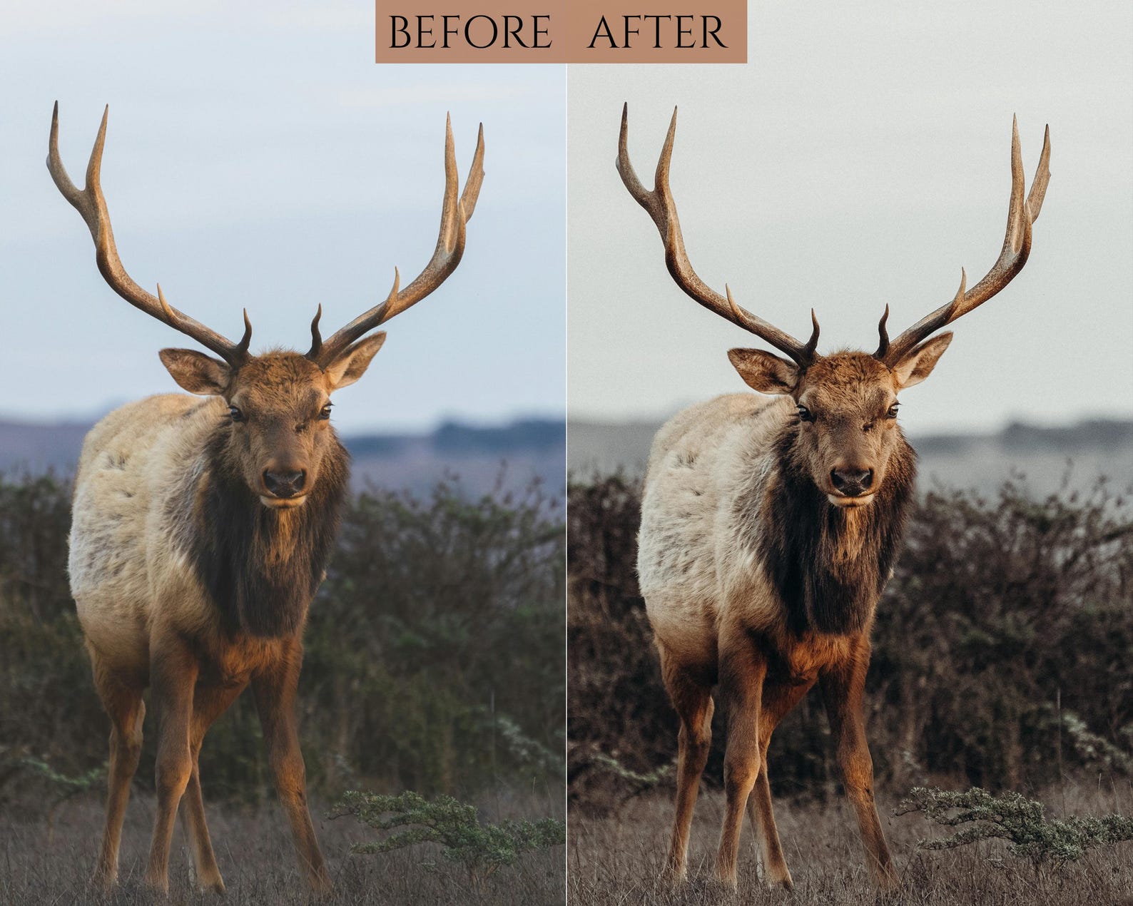 Animals Lightroom Presets – 10 Warm and Bright Filters for Mobile and ...