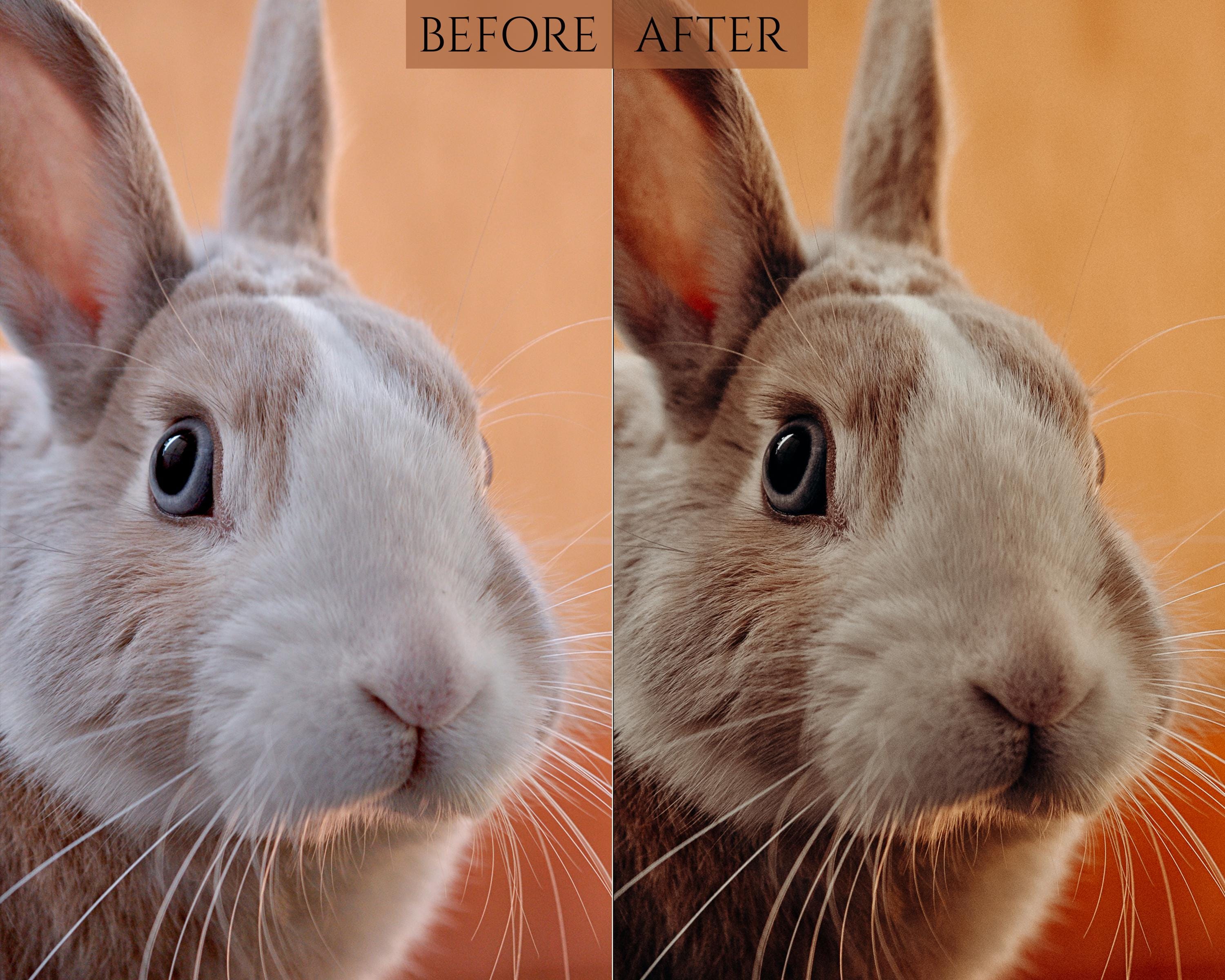 Animals Lightroom Presets – 10 Warm and Bright Filters for Mobile and ...