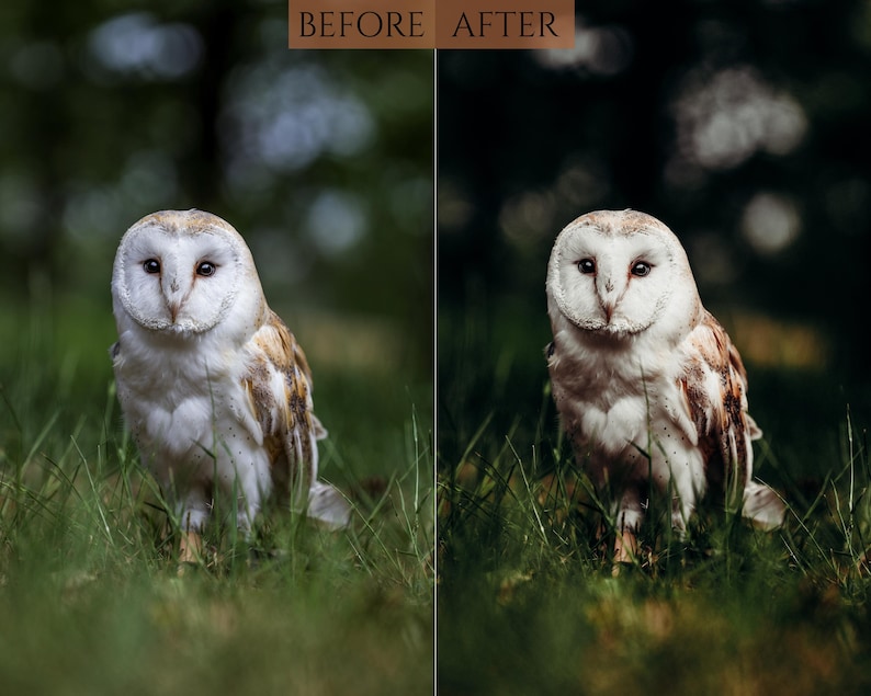 Animals Lightroom Presets – 10 Warm and Bright Filters for Mobile and ...
