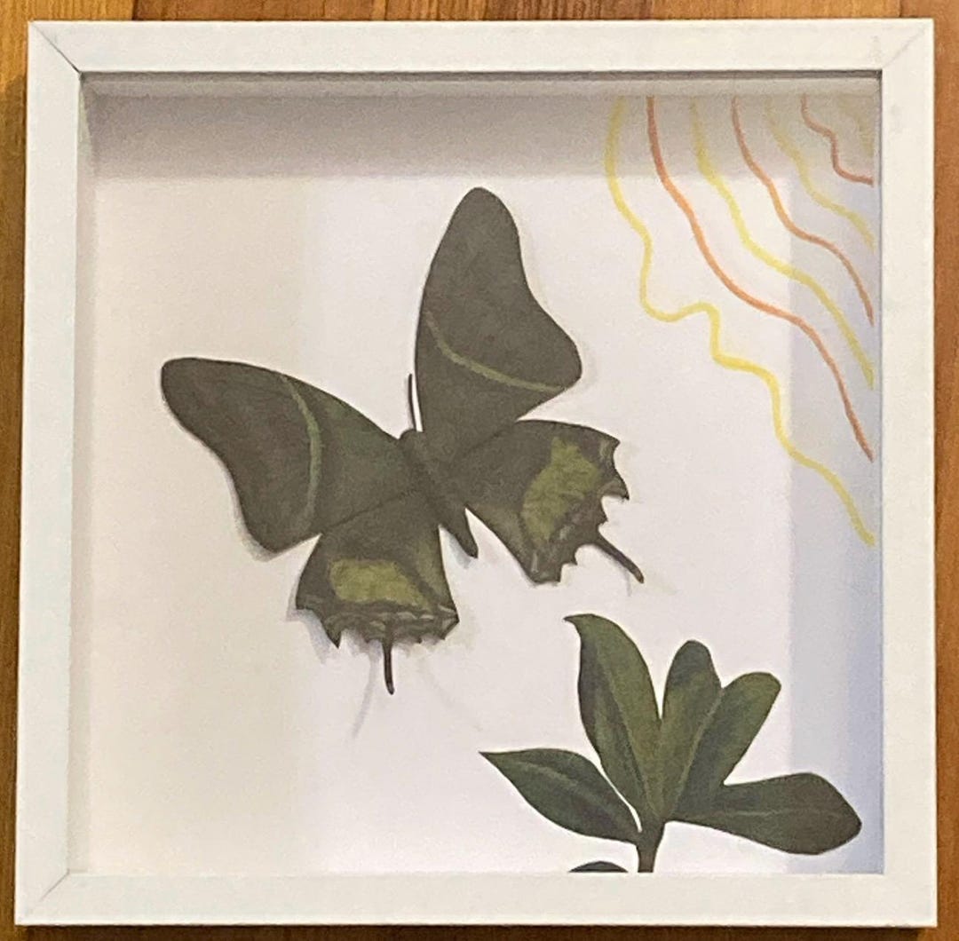 Swallowtail Butterfly, Paper Art, Shadow Box, Teinopalpus Aureus - Etsy