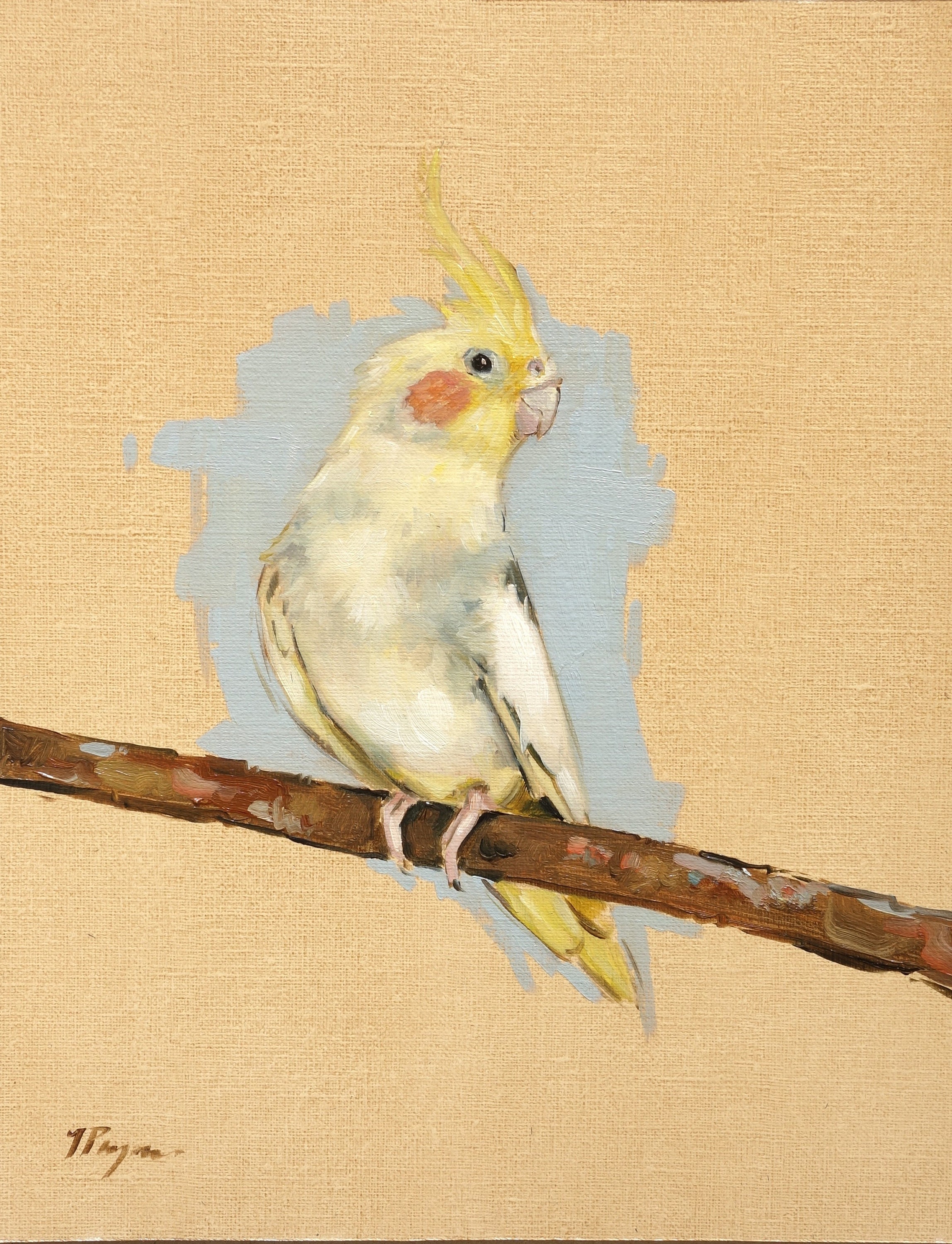 Cockatiel Wildlife Art - Original Oil Painting / Corella Parrot Bird ...