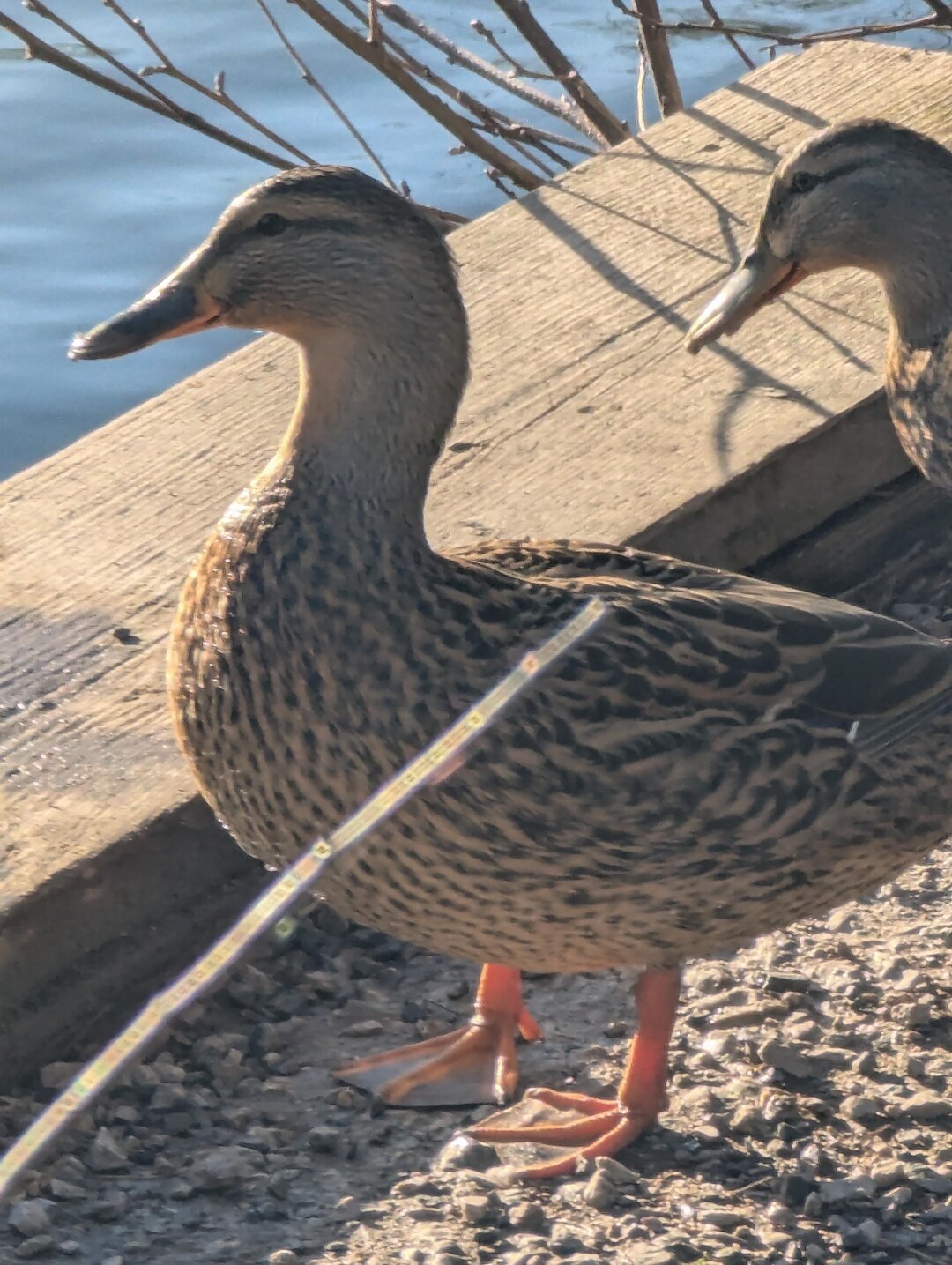 Dabbling Ducks - Limited Edition - Framed Original Wildlife Photograph ...