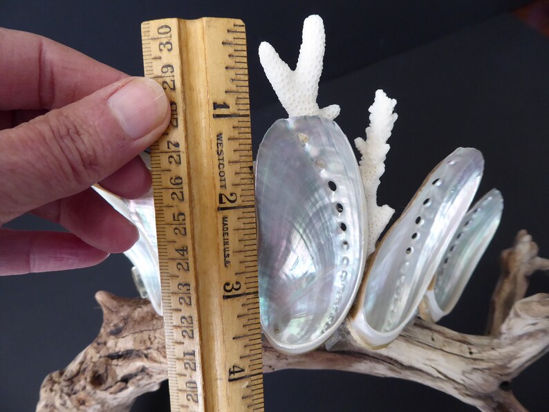 Abalone Shell + Coral Branch Mermaid Crown Tiara Beach Bride - Etsy