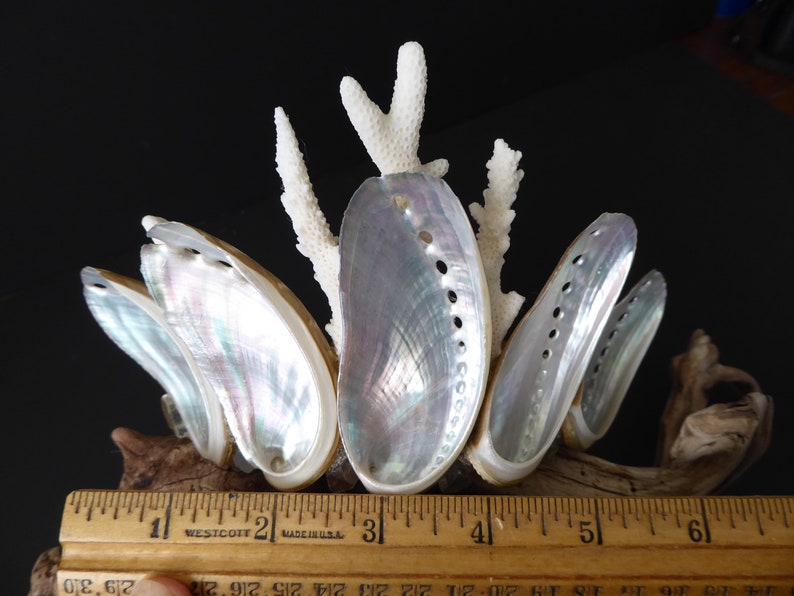 Abalone Shell + Coral Branch Mermaid Crown Tiara Beach Bride - Etsy