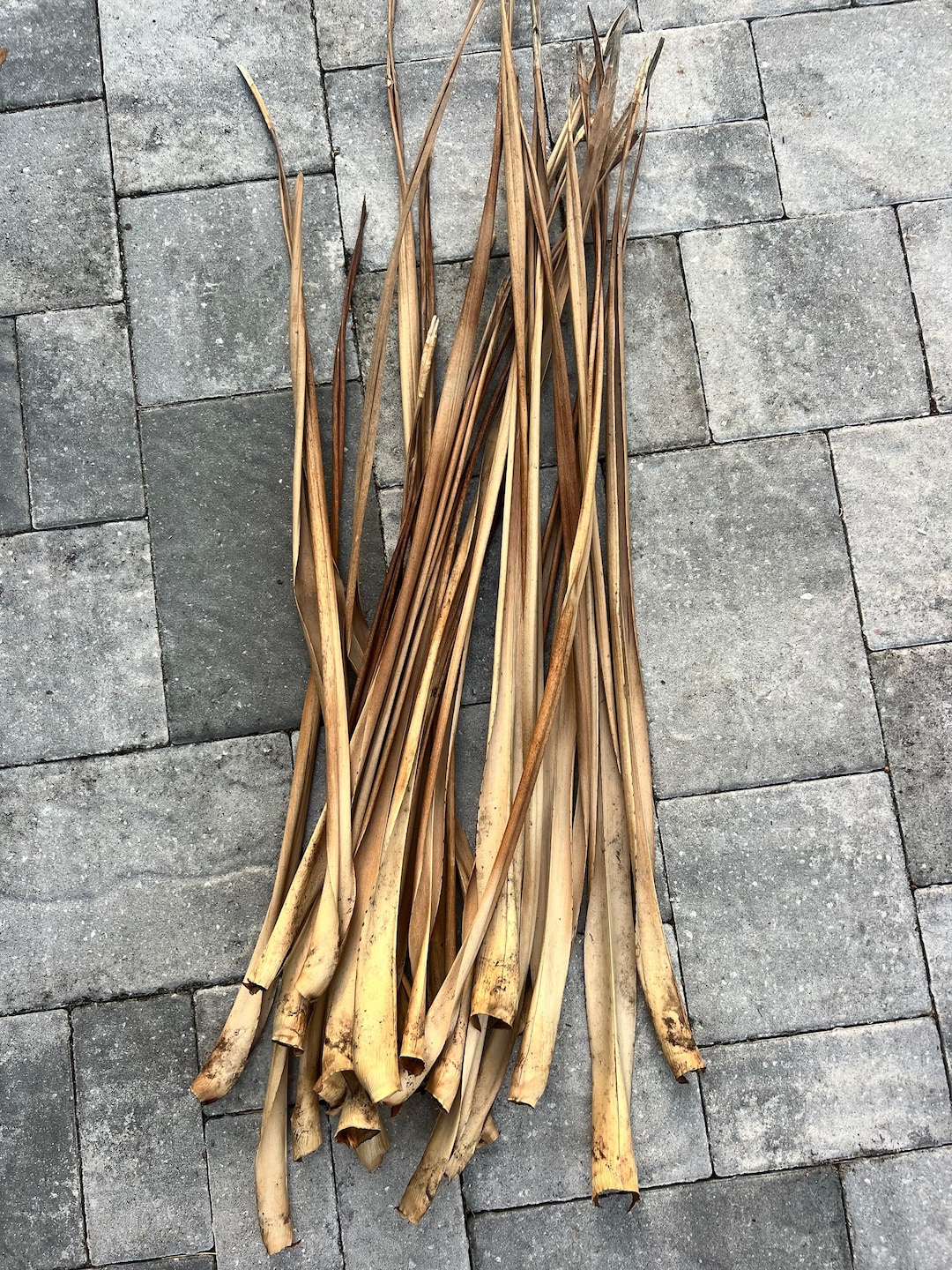 25 Dried Screw Pine Leaves, Dried Pandanus - Etsy