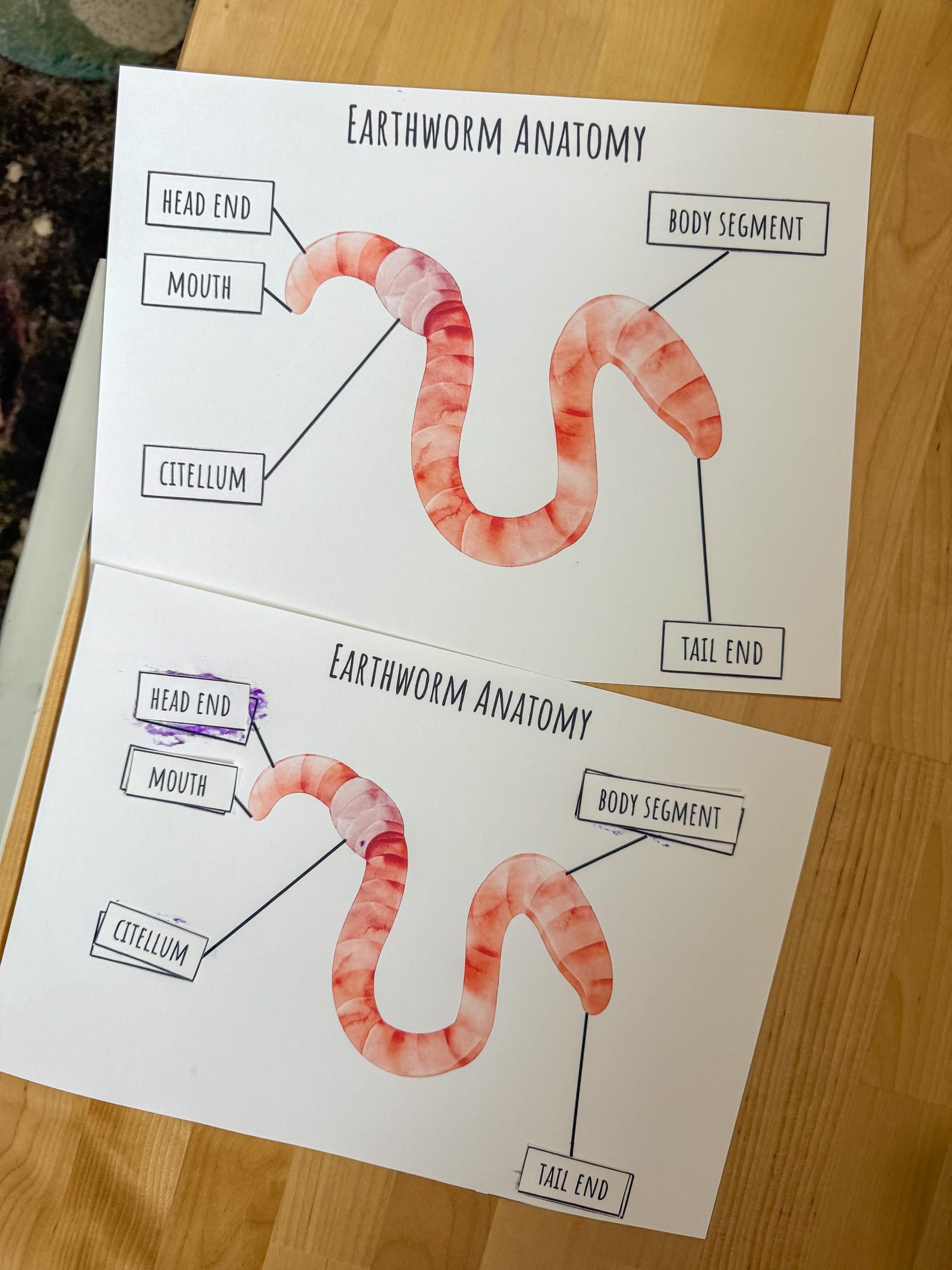 Worm Unit - Etsy