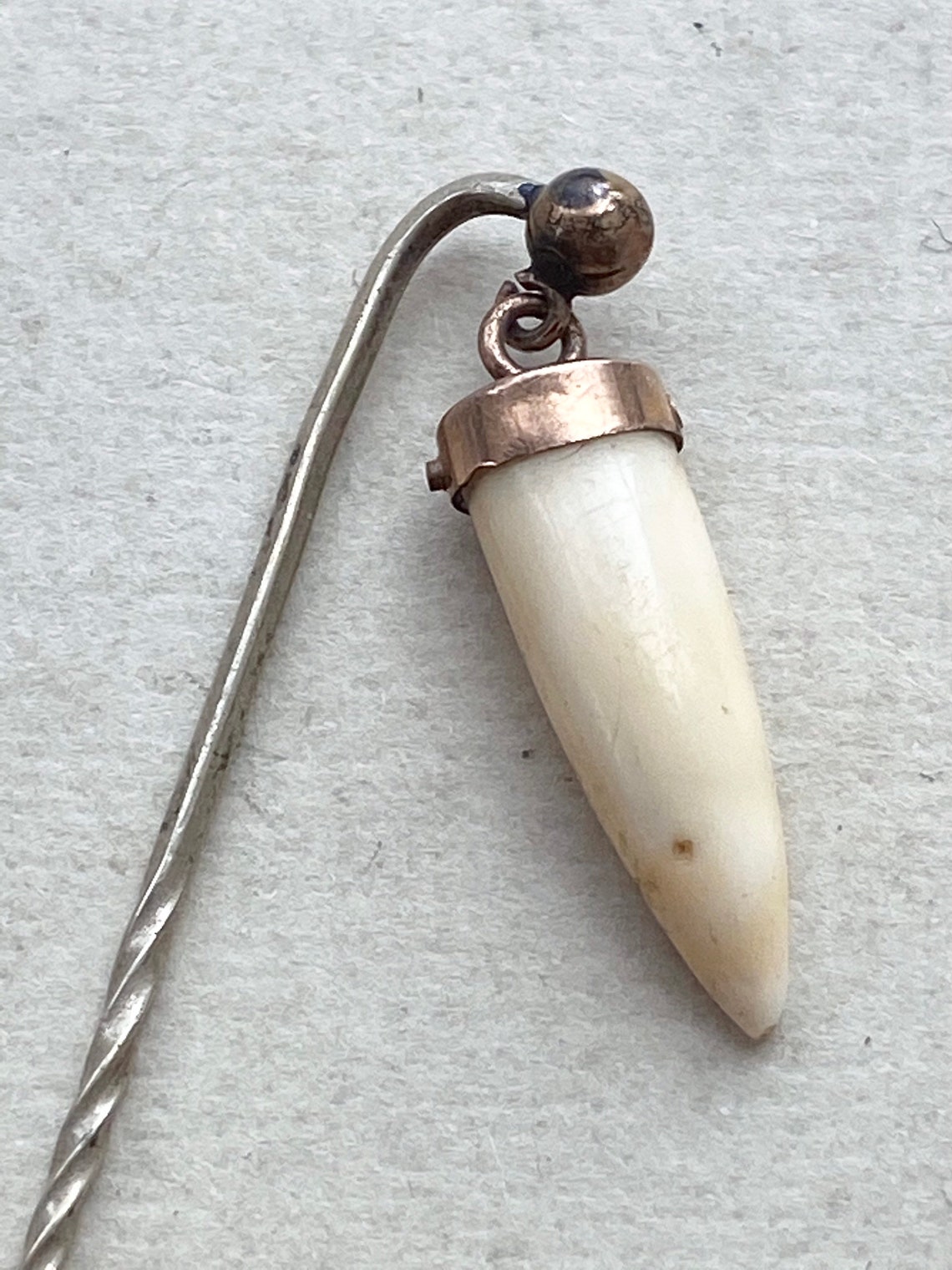 Antique Victorian British Raj Hunting Trophy Tooth Stick Pin Brooch ...