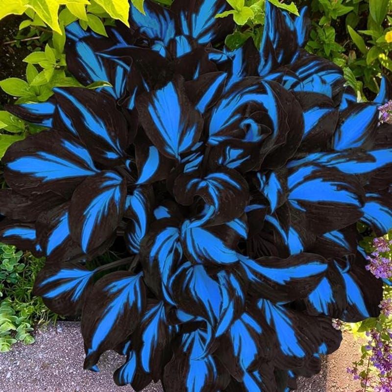 Midnight Blue Heart Hosta Plant Seeds Etsy France