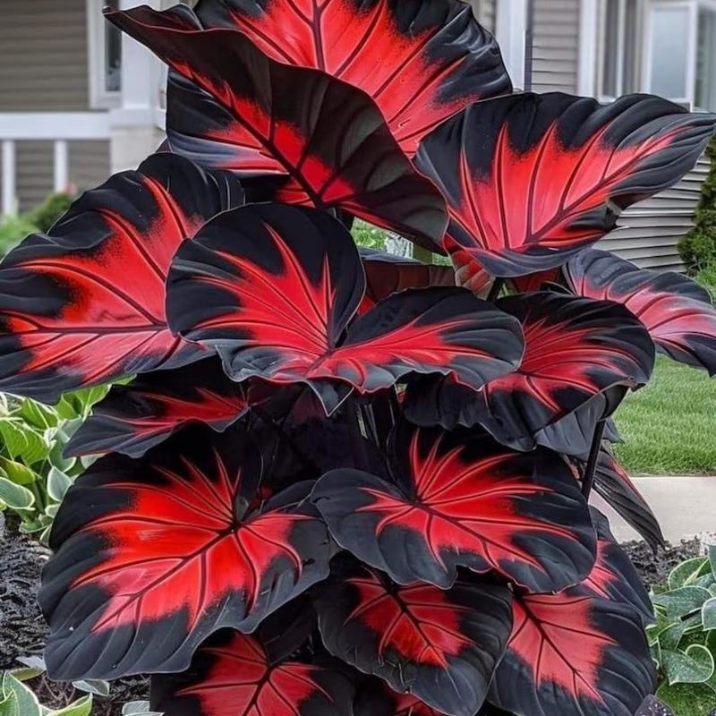 Black and Red Hosta Plants - Etsy