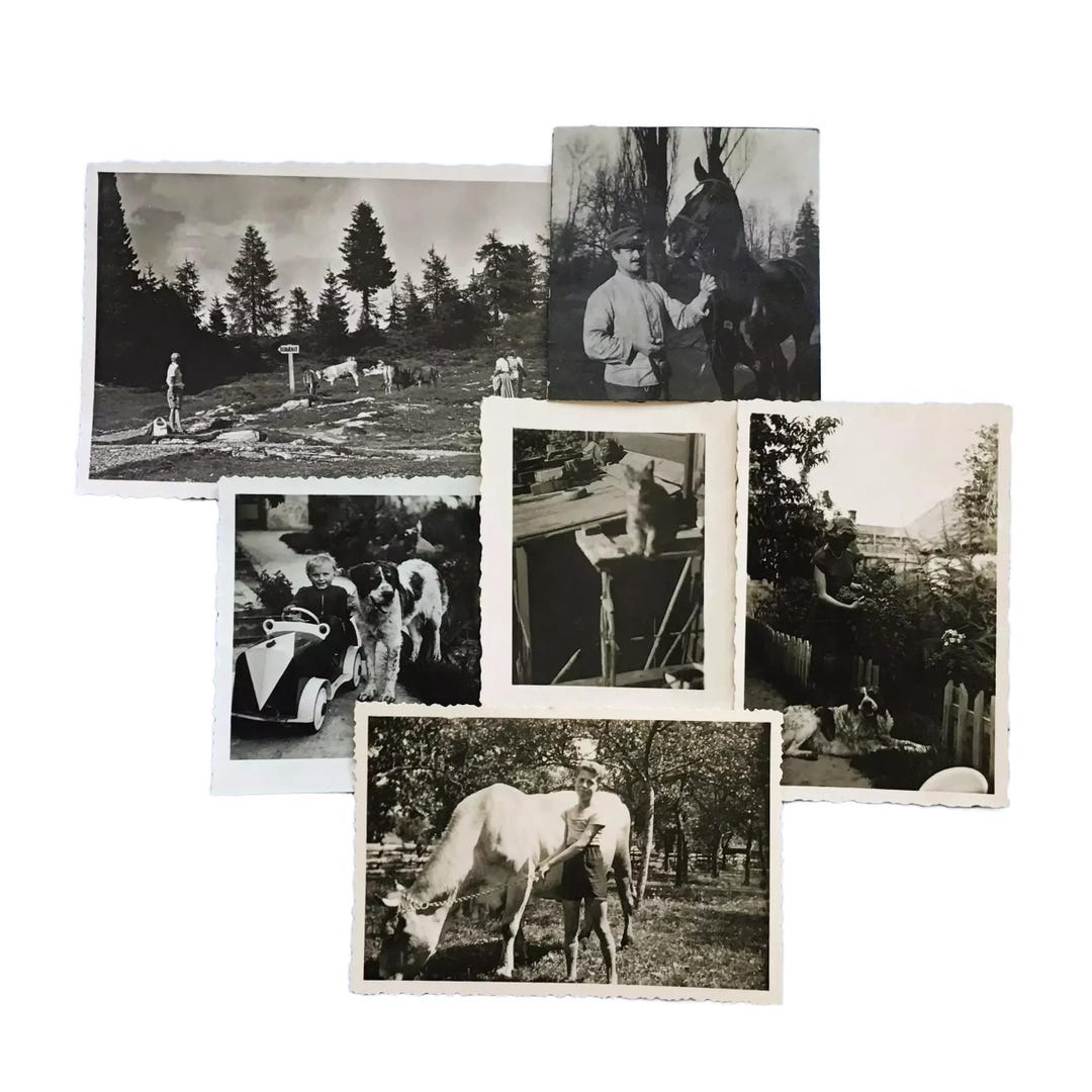 Vintage 1940s–50s Animal and Pet Snapshots – Lot of 6 Original Black ...