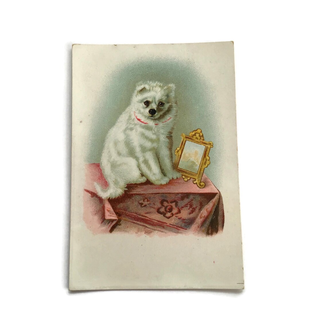 Victorian Puppy Trade Card, Fluffy White Dog (19th Century) - Etsy
