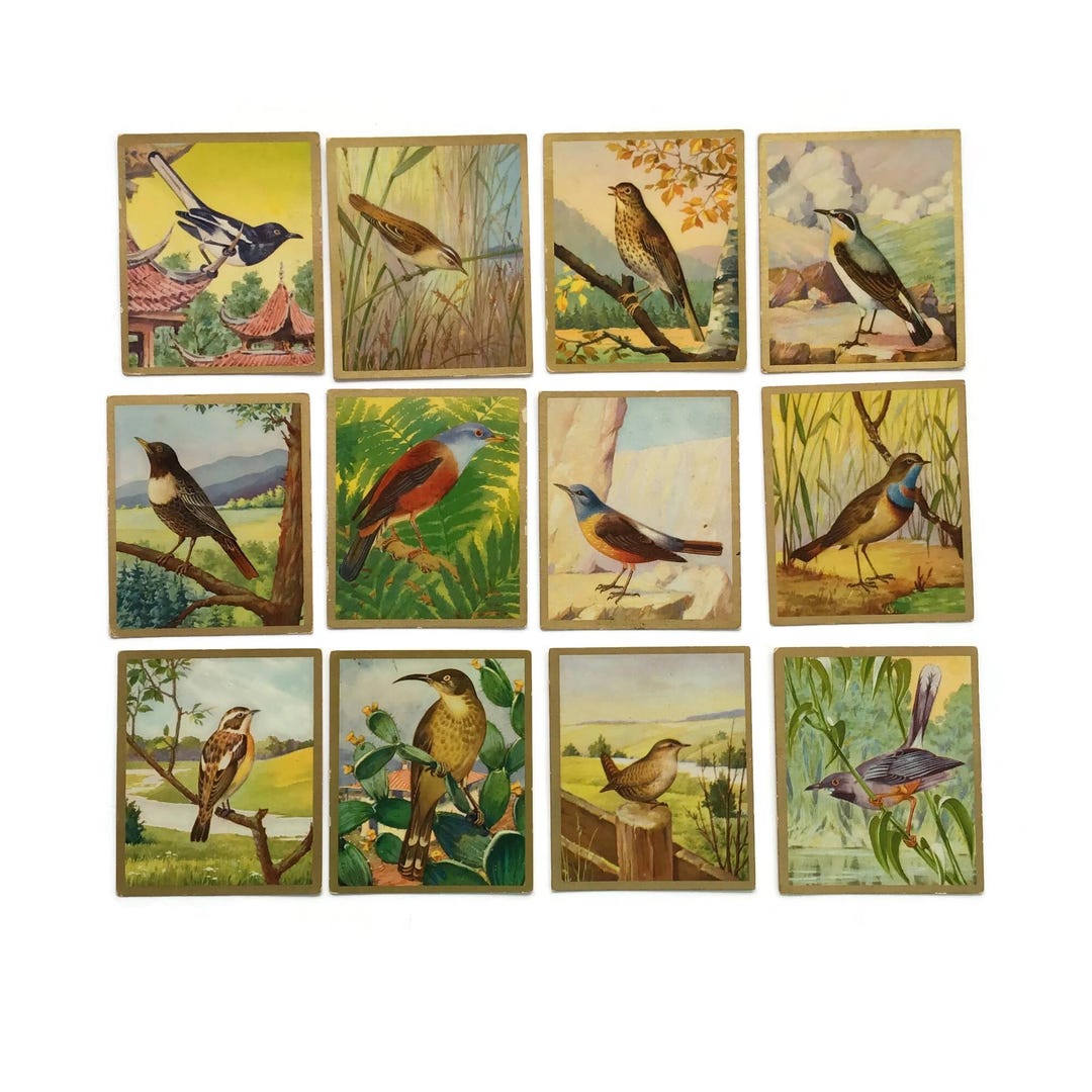 Set of 12 Vintage Bird Cards – 1930s Illustrated Nature Collectibles - Etsy