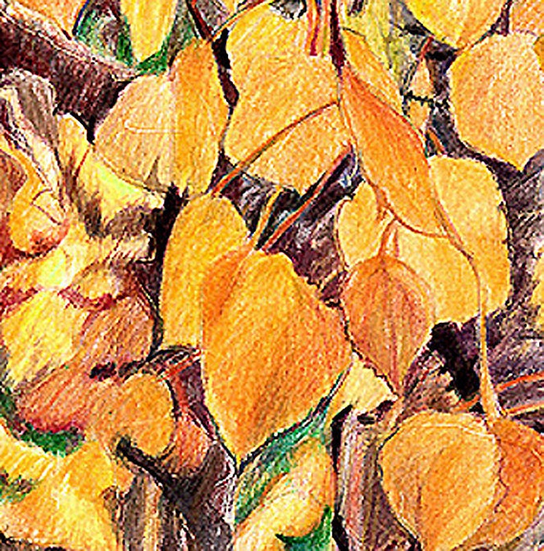 Yellow Leaves Drawing 6x9 Fall Leaves Aspen Leaves Colored Pencil ...