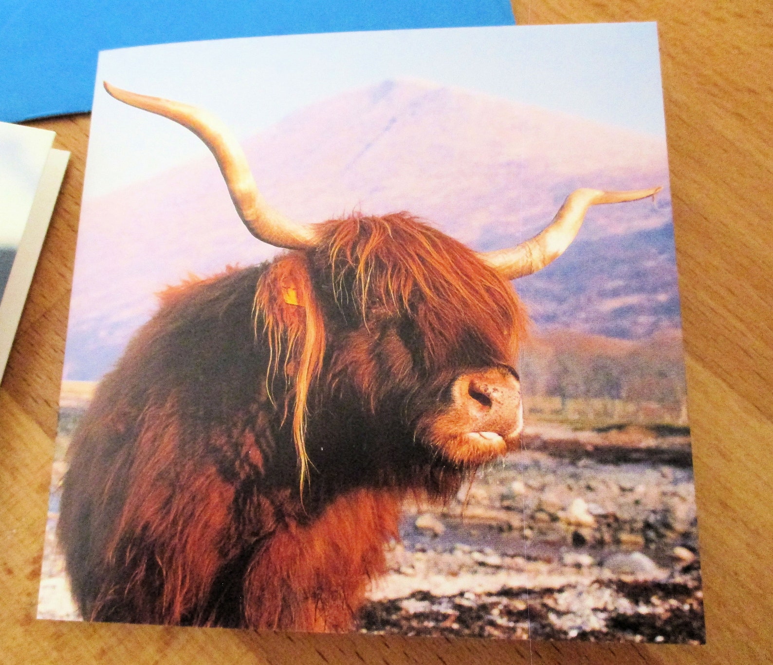 HIGHLAND COWS Greeting Cards for Writing or Crafting, Set of 2 Cards - Etsy