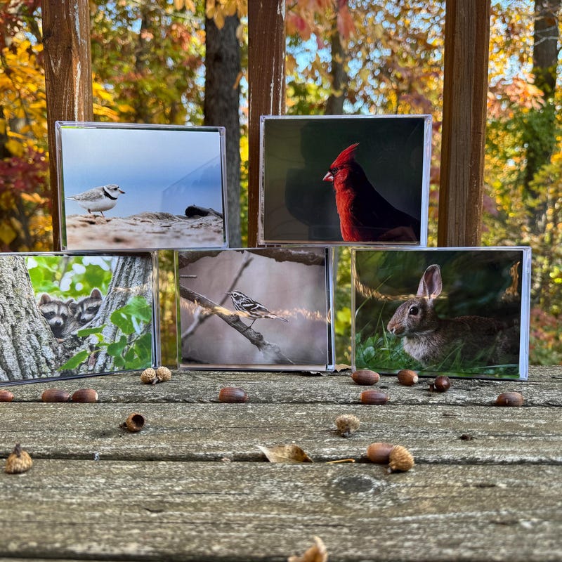 Nature Christmas Cards - Etsy