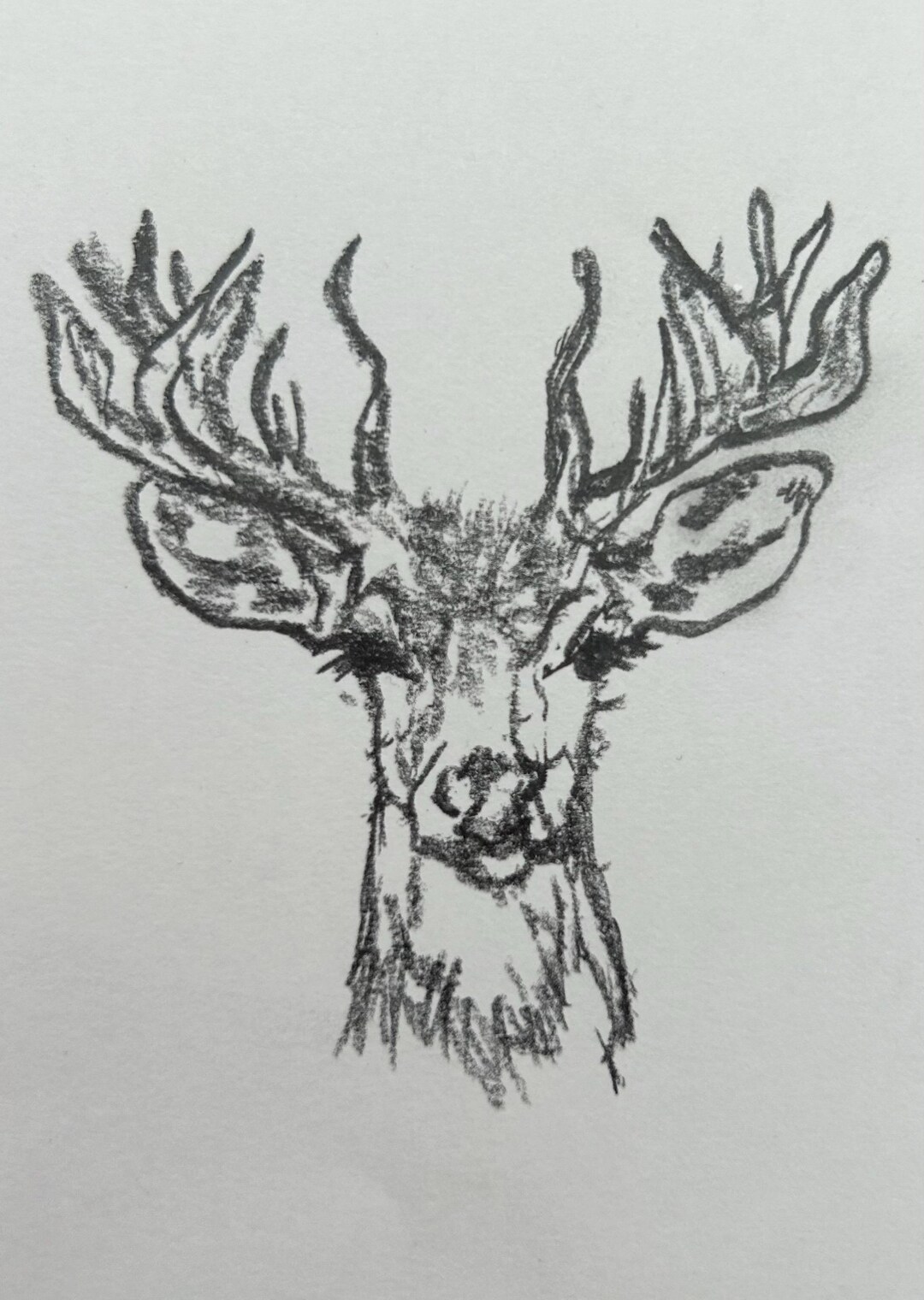 Reindeer Photo - Etsy