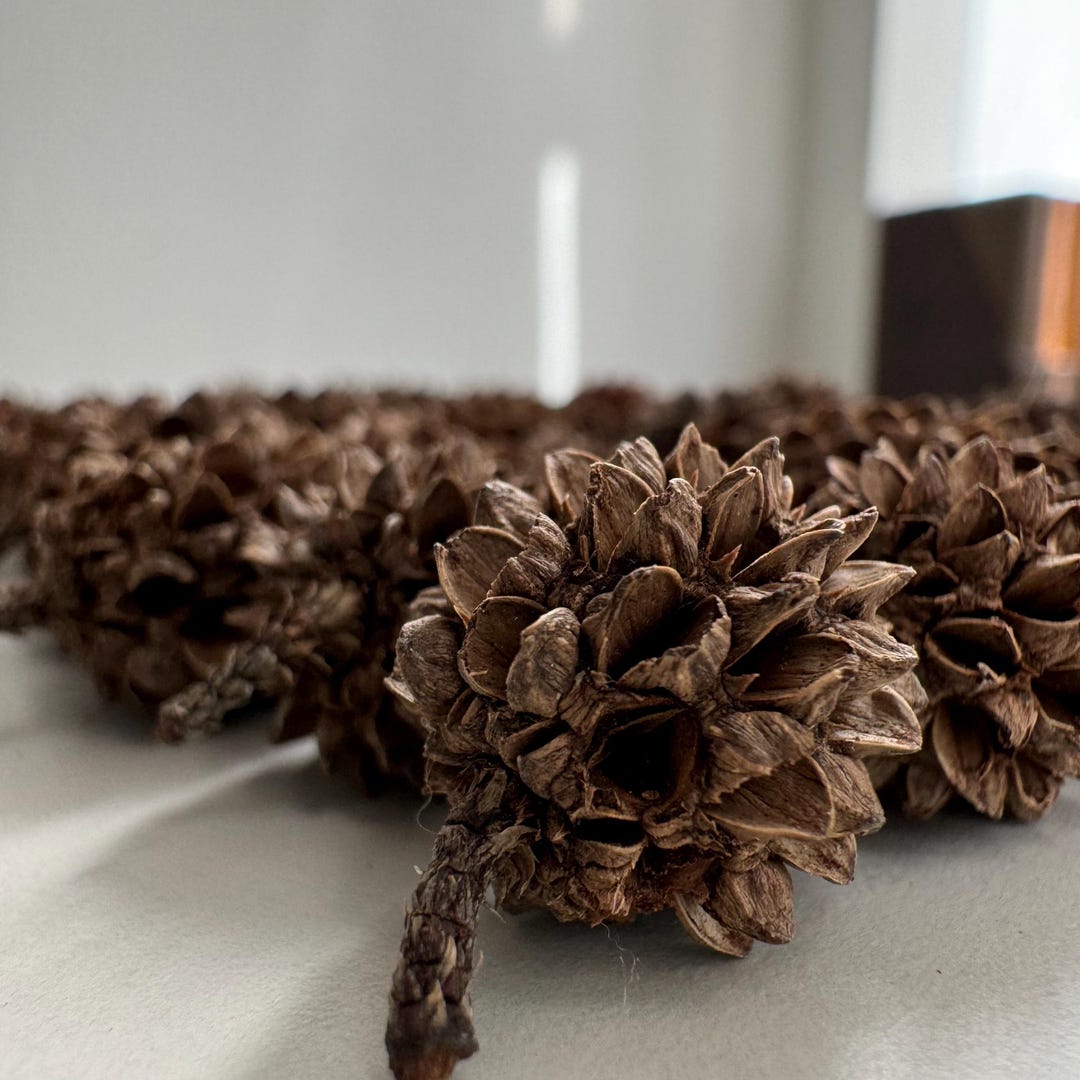 Natural Craft Supplies, 50 She-oak Cones, Natural Botanical Potpourri ...