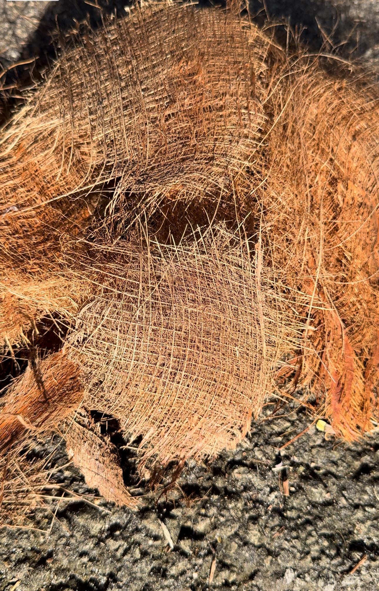 Palm Bark Fiber, Organic Palm Fiber, Wedding Decor, Approximately 5 ...