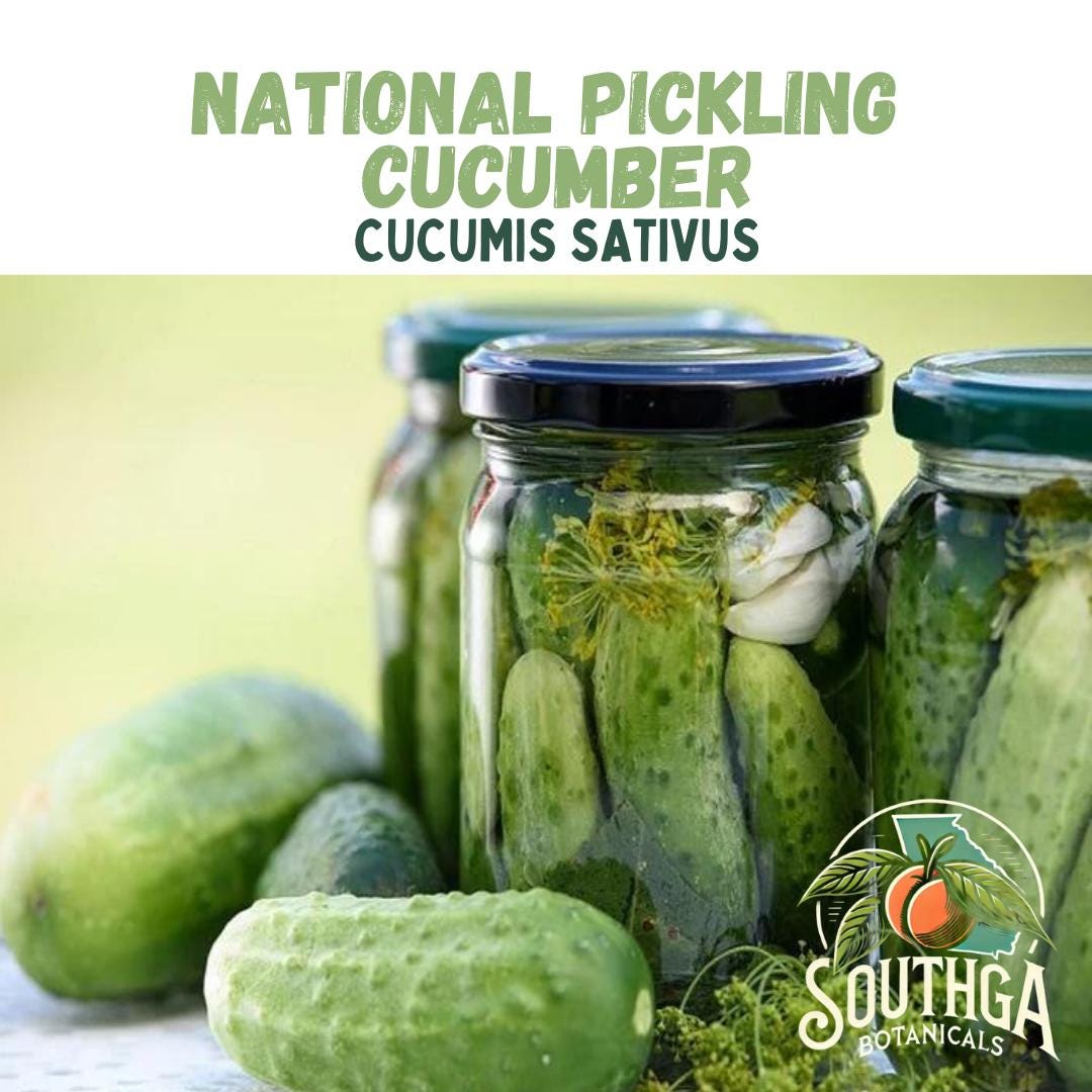 LIVE National Pickling Cucumber Starter Plants for Gardening | Crisp ...