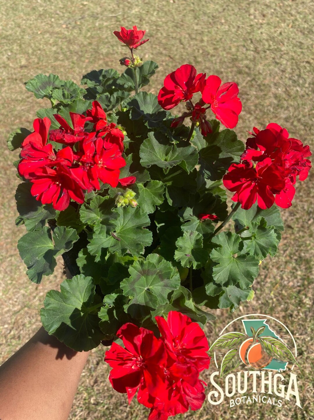 Big Red Ivy Geranium Plant – Cascading Blooms for Hanging Baskets ...