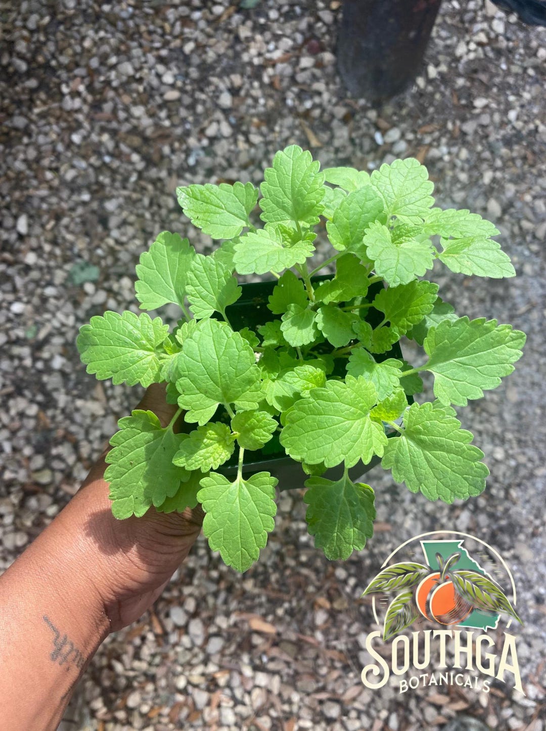Live Catnip Plant – Fresh, Organic Cat Treat & Herbal Garden Addition ...