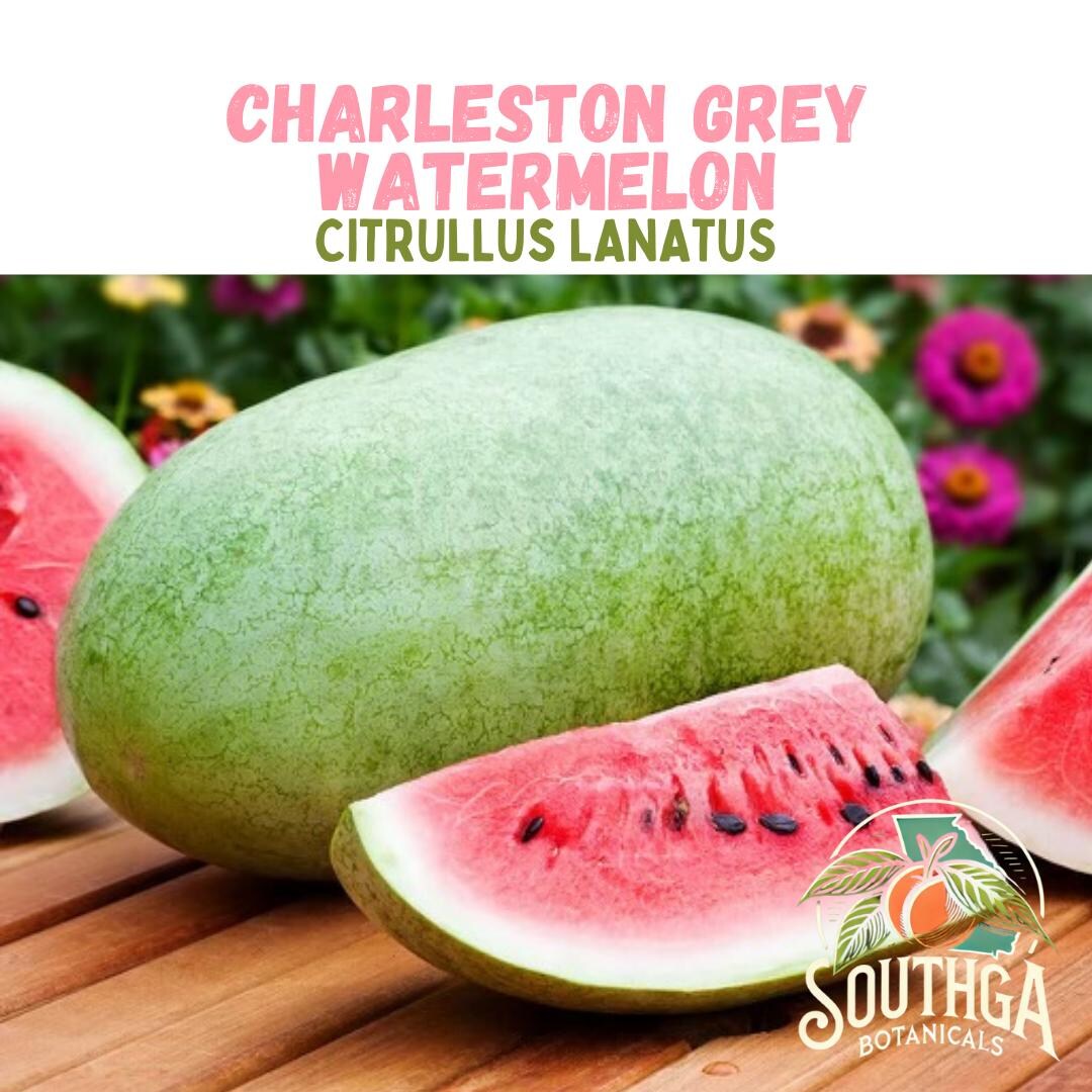 LIVE Charleston Grey Watermelon Starter Plants Organic, Large, Sweet ...