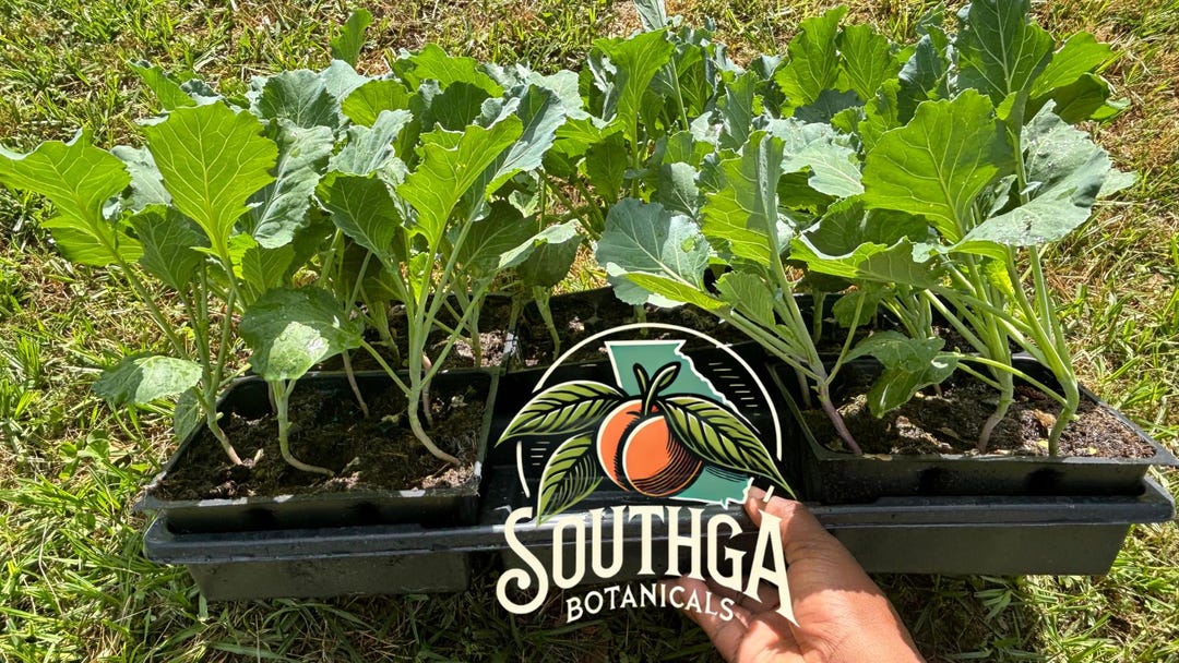 LIVE Georgia Southern Collards Vegetable Starter Plant With Roots for ...