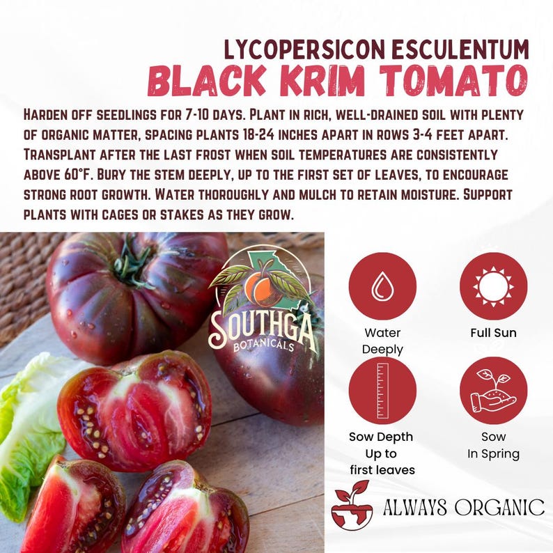 LIVE Black Krim Tomato Starter Plants for Gardening Unique Heirloom ...