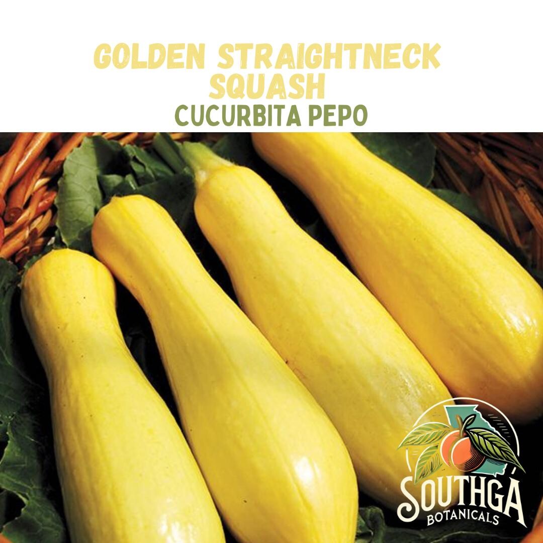 LIVE Straightneck Squash Vegetable Plant – High-yield Summer Squash for ...