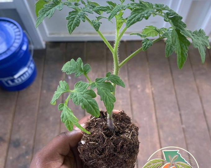 Two Live Plants Mountain Merit Tomato Plants 4 to 7 Inches Tall in 3.5 ...