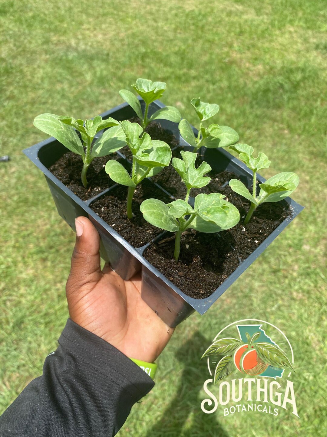 LIVE Tendersweet Orange Watermelon Starter Plants for Gardening | Rare ...