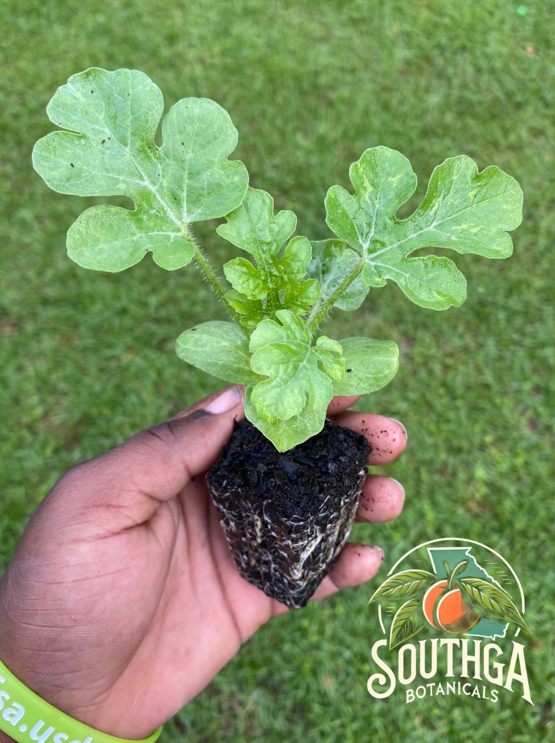 LIVE Charleston Grey Watermelon Starter Plants – Organic, Large, Sweet ...